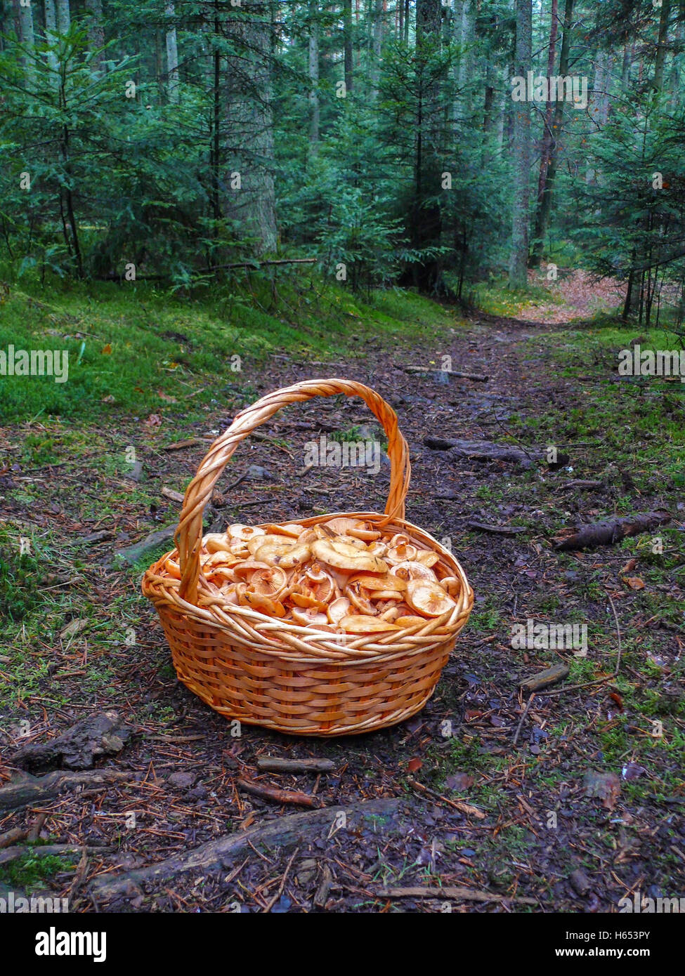 fresh picked edible forest mushrooms in a basket Stock Photo - Alamy