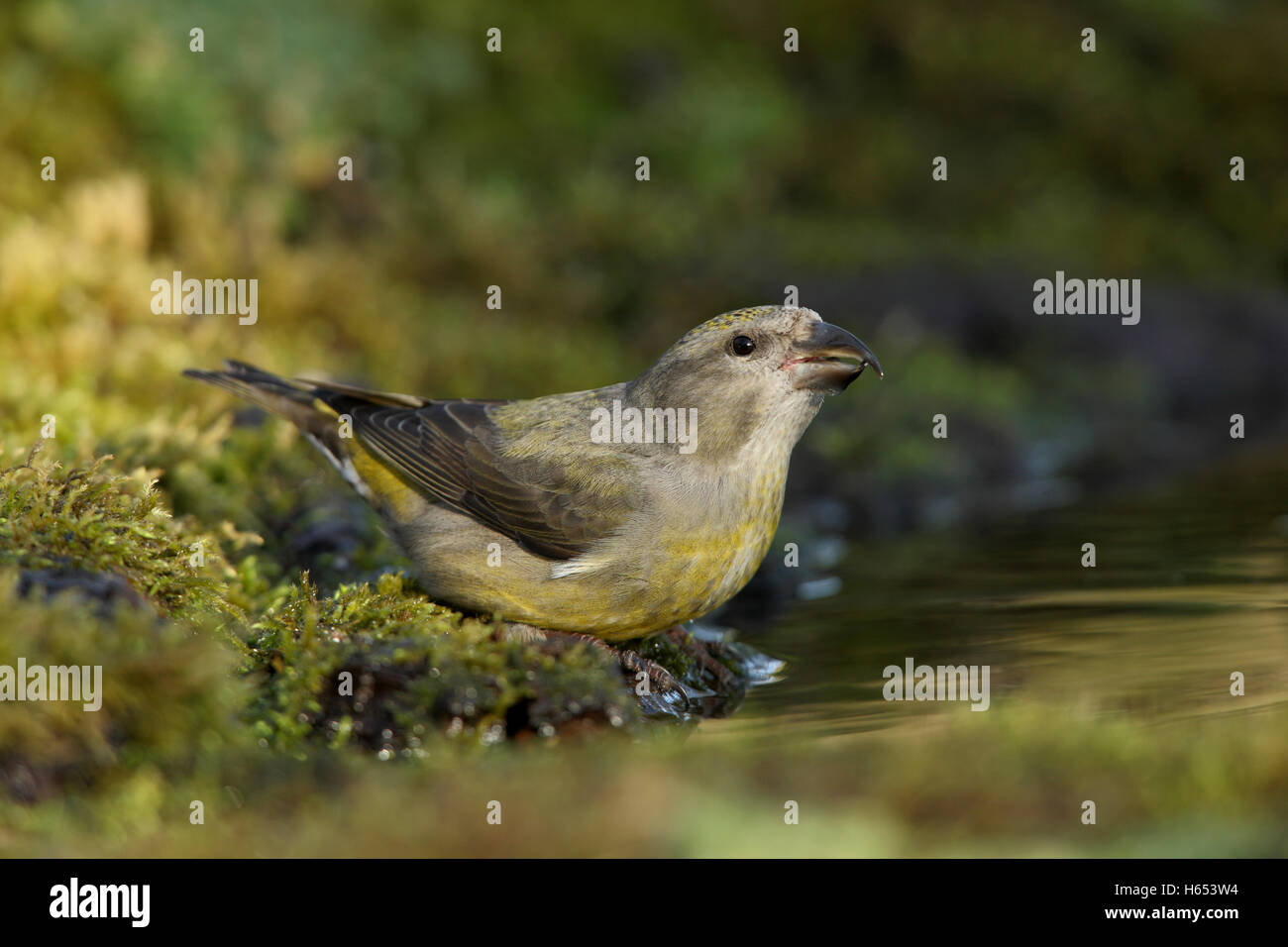 Crossbill species hi-res stock photography and images - Alamy