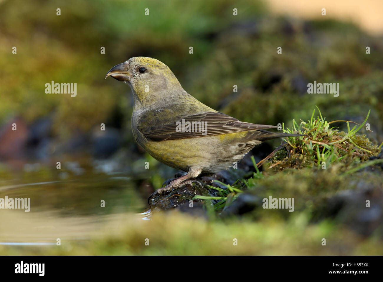 Red Crossbill Loxia curvirostra female bird which is green drinking at ...