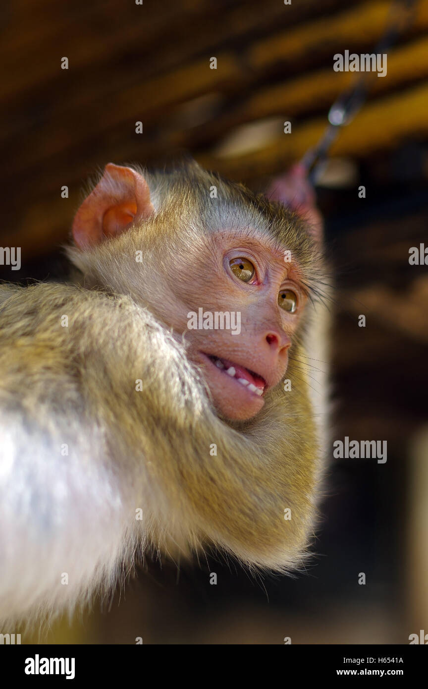 Monkey in chains hi-res stock photography and images - Alamy