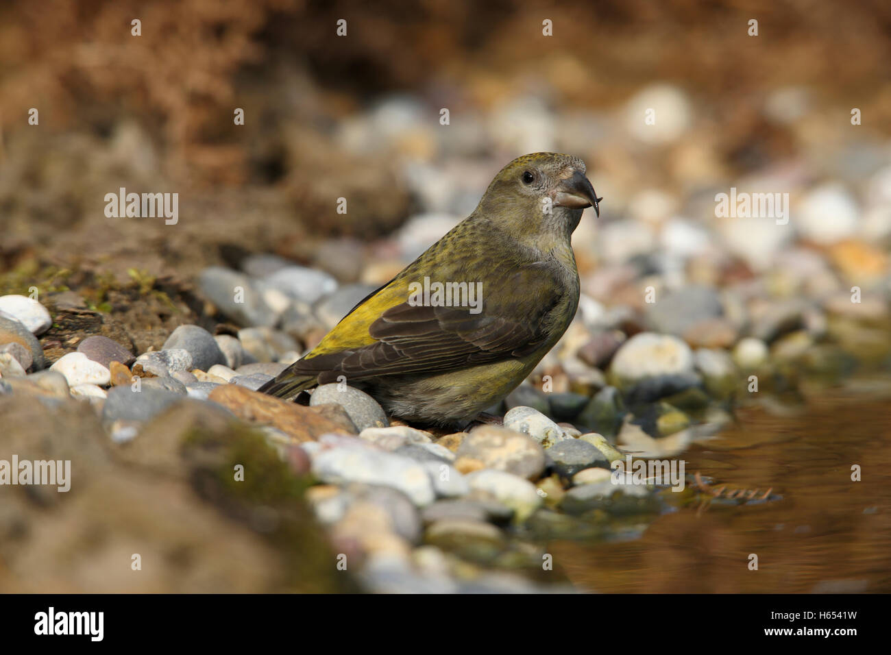 Red Crossbill Loxia curvirostra female bird which is green drinking at ...