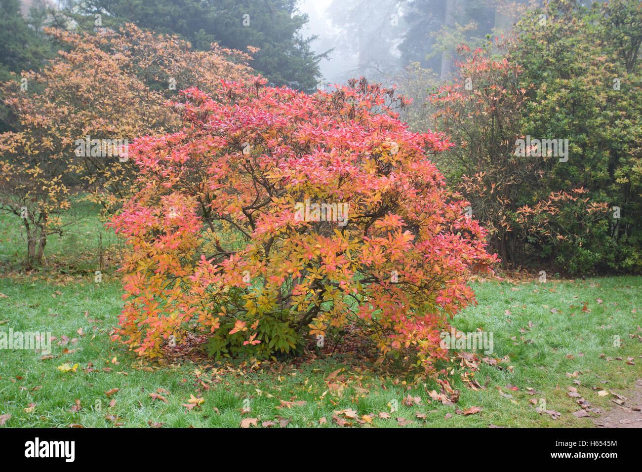 azalia shrub in autumn colours Stock Photo - Alamy