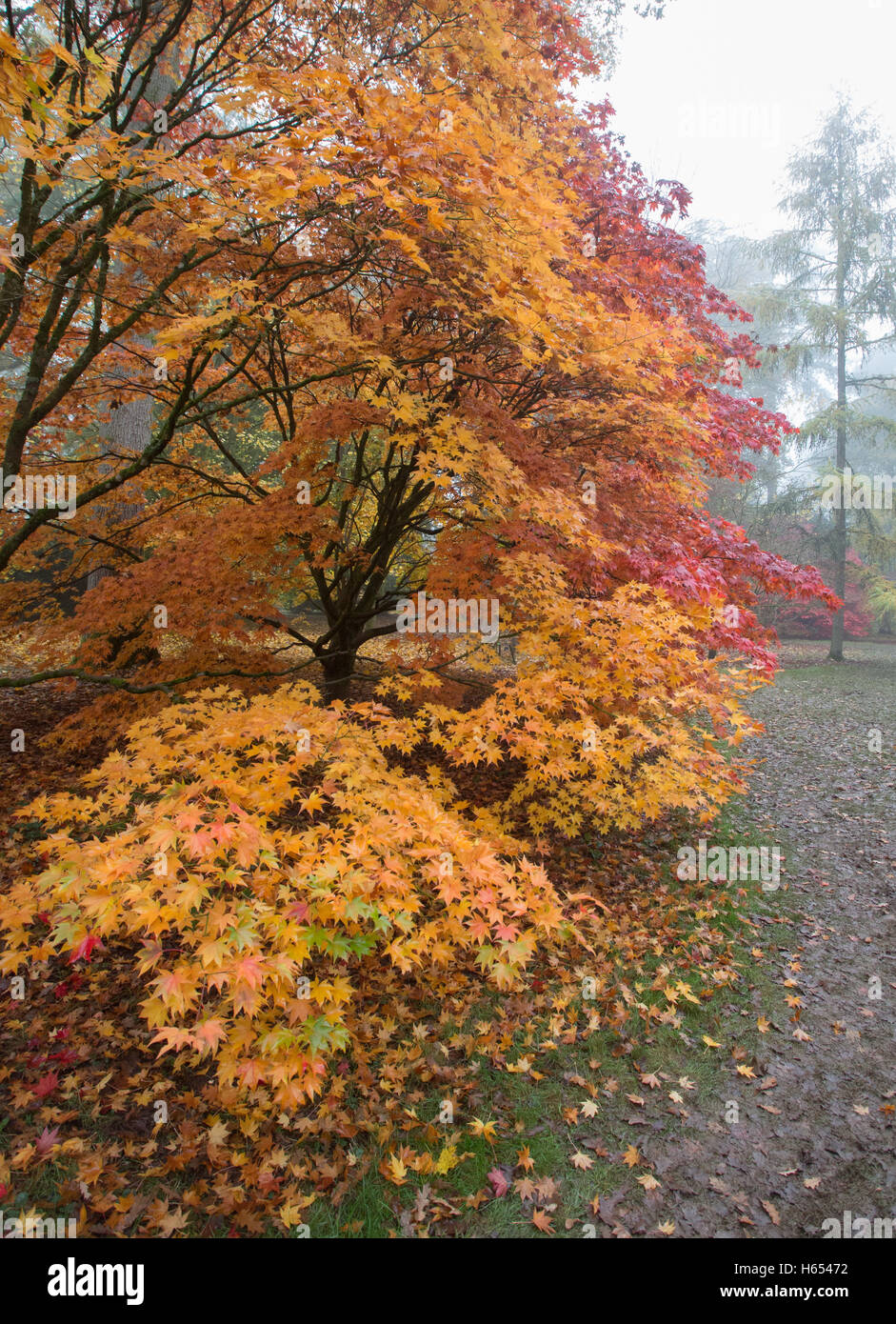 Golden acer foliage in autumn Stock Photo - Alamy