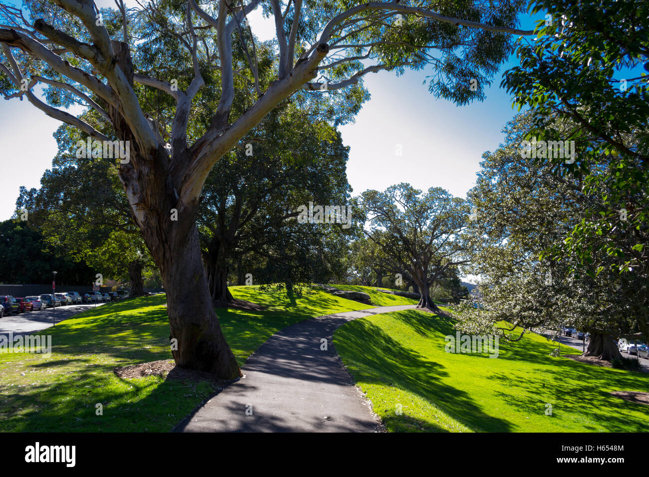 Path between trees at Royal Botanical Gardens in Sydney Stock Photo - Alamy