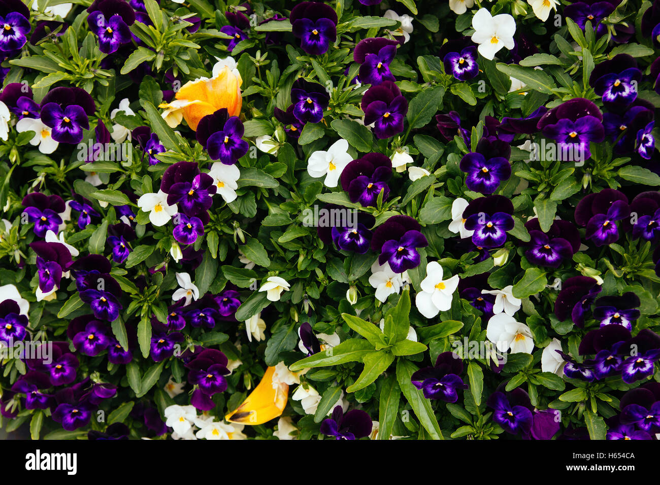 Viola flowers hi-res stock photography and images - Alamy