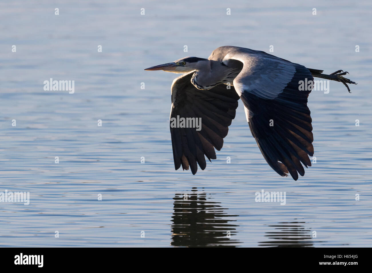 Grey Heron in flight Stock Photo - Alamy