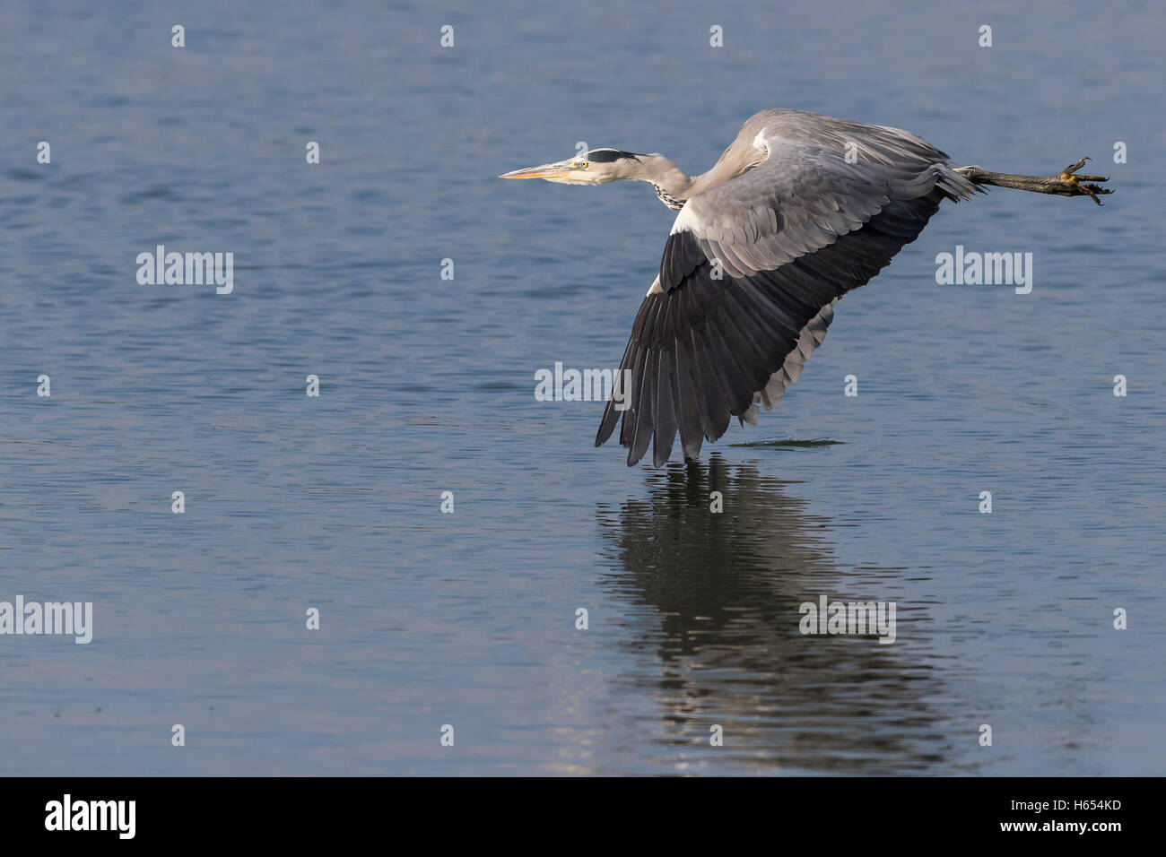 Grey Heron in flight Stock Photo - Alamy