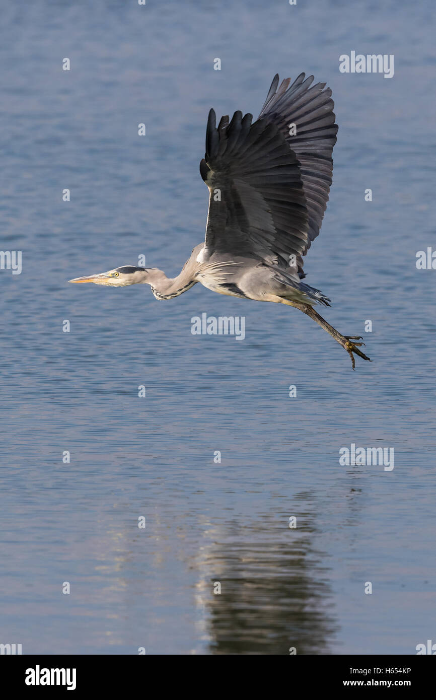 Grey Heron in flight Stock Photo - Alamy