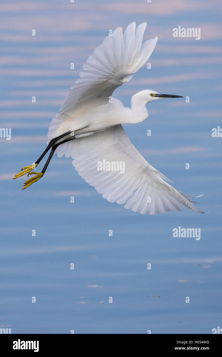 Little Egret in flight Stock Photo - Alamy