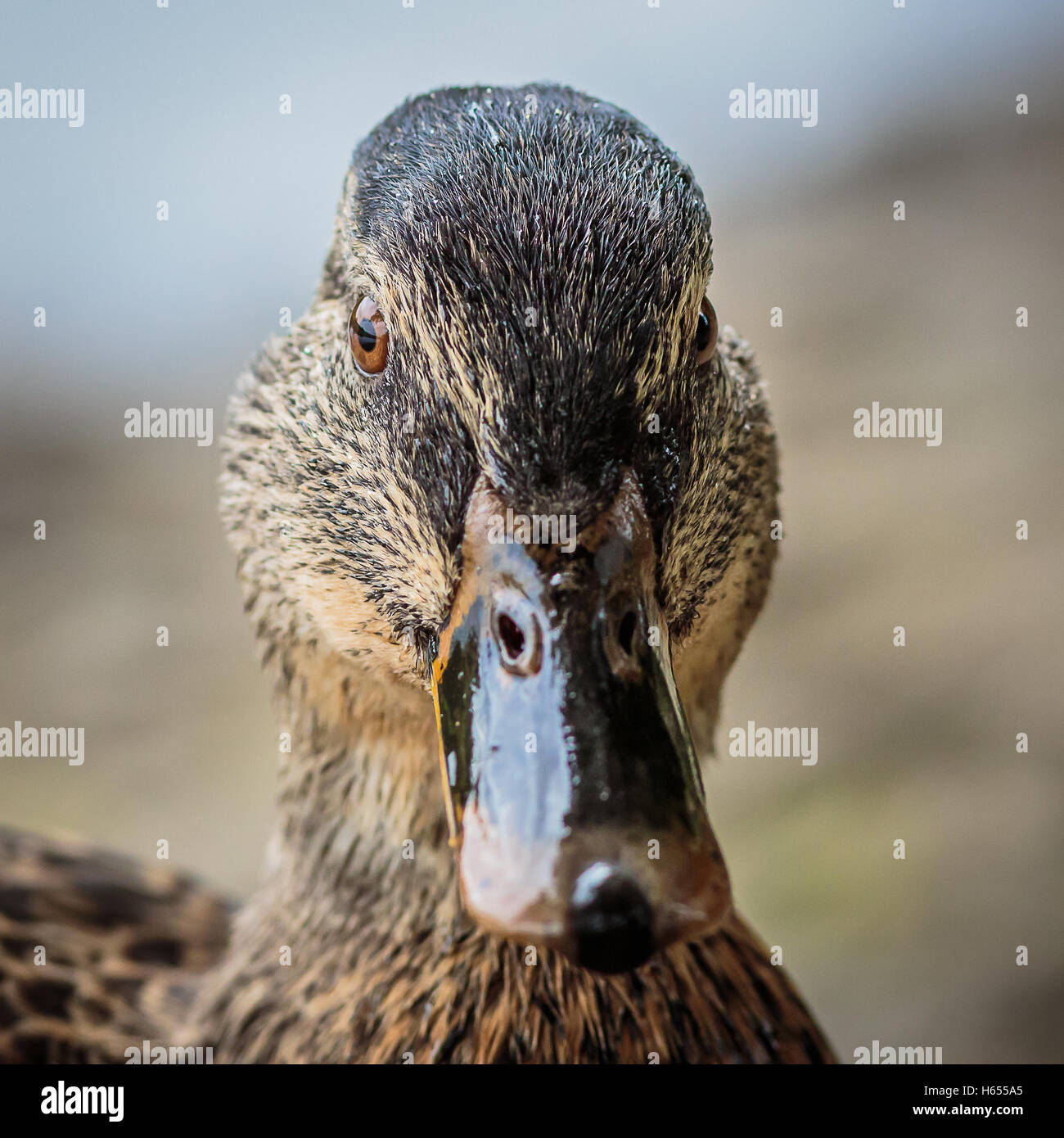 Female Mallard portrait Stock Photo - Alamy