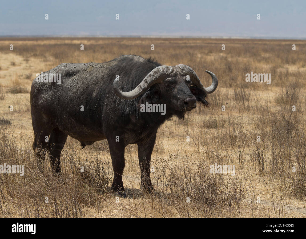 African buffalo in the Ngorongoro crater Tanzania Stock Photo - Alamy