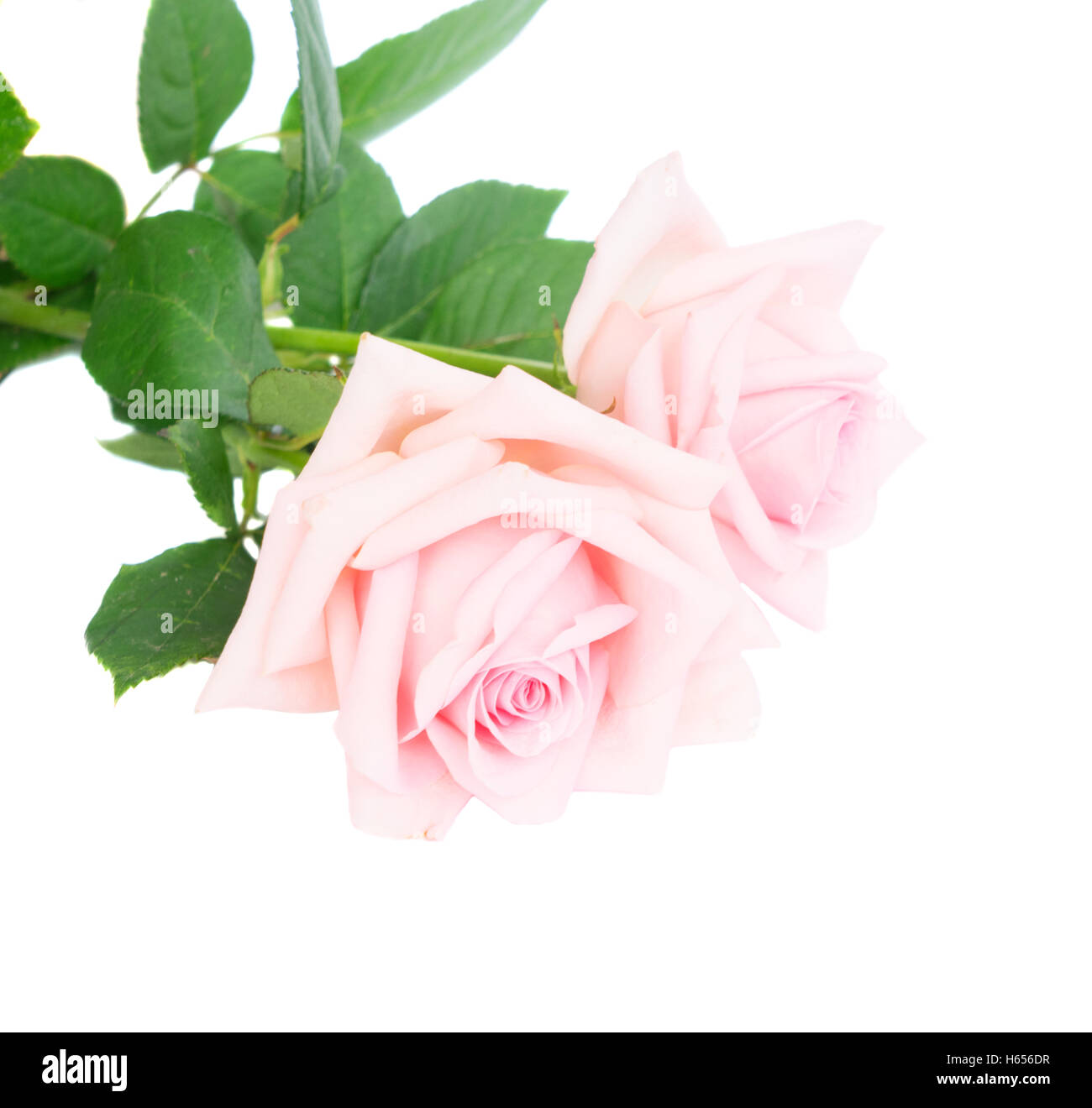 Pink blooming roses Stock Photo - Alamy