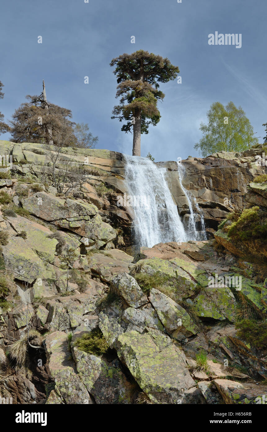 Pine trees waterfall High Resolution Stock Photography and Images - Alamy