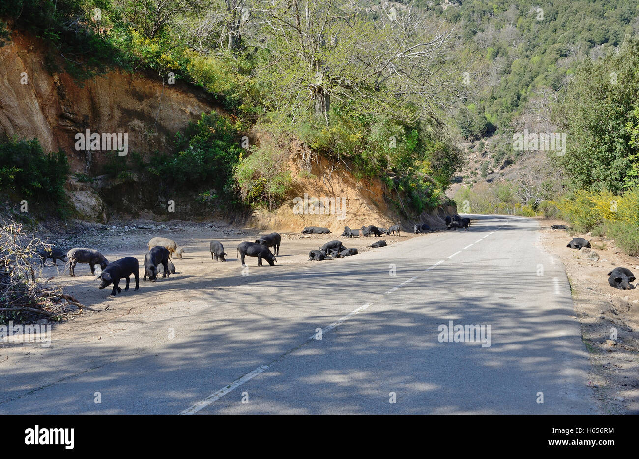Corsican pigs hi-res stock photography and images - Alamy