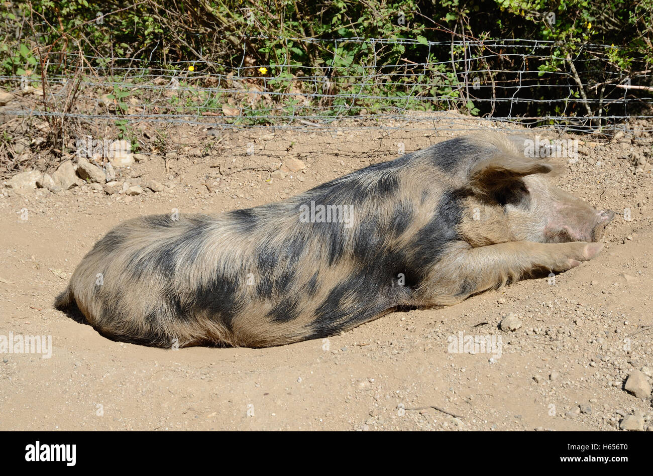 Corsican pig resting Stock Photo - Alamy
