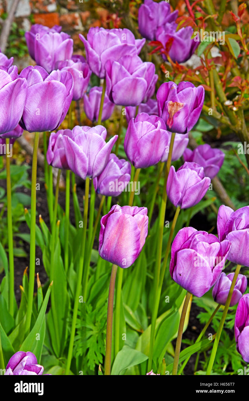 Violet beauty Tulips Stock Photo - Alamy