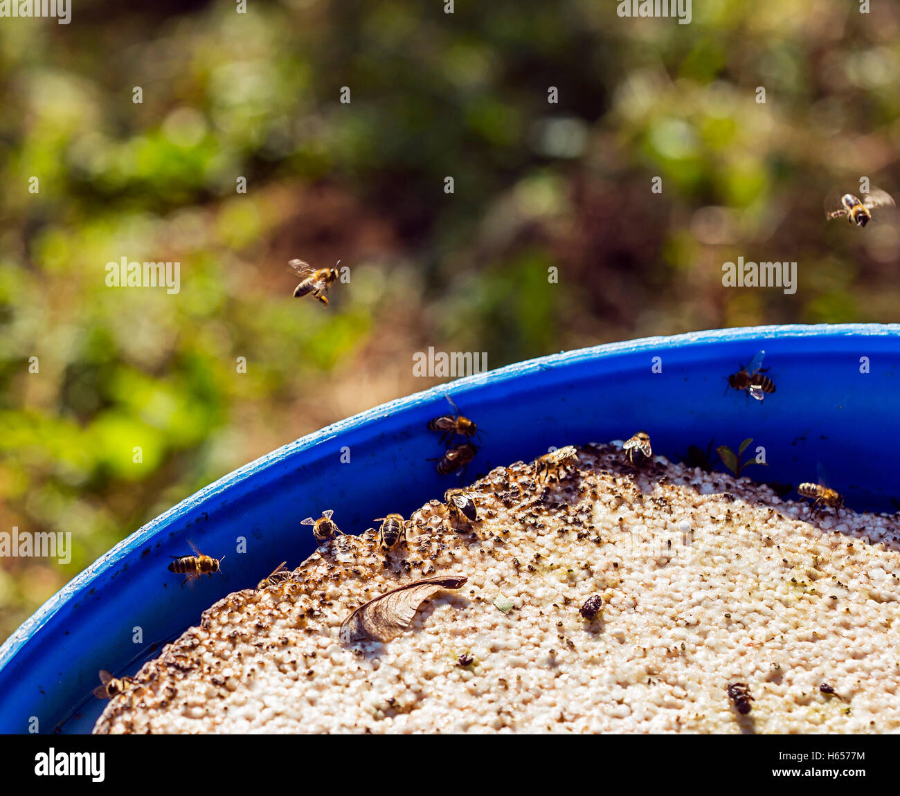 Plastic garden bee hi-res stock photography and images - Alamy
