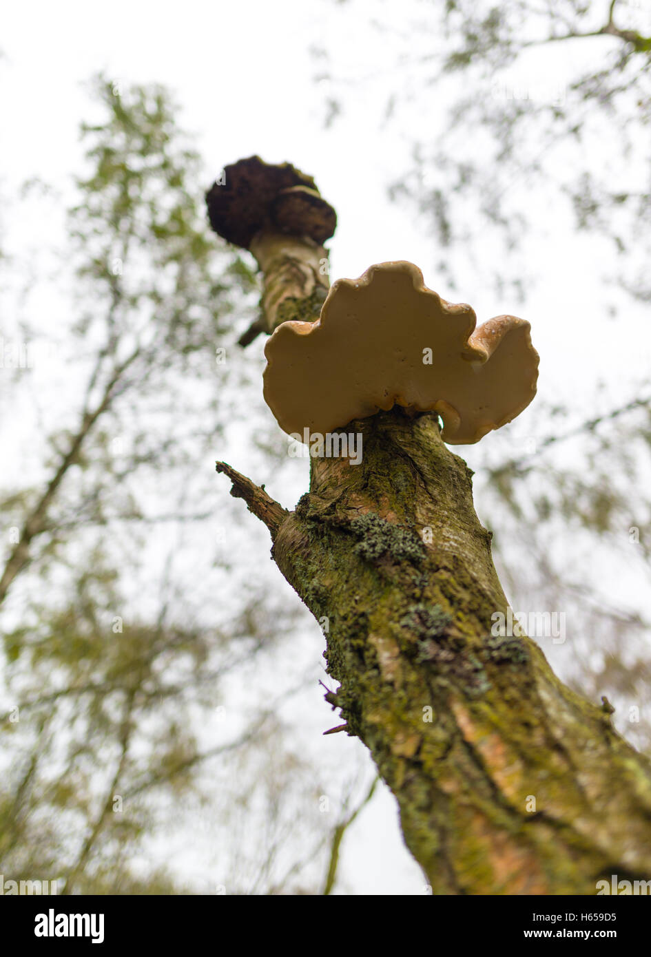 Fungus growing on the rotting remains of a dead tree trunk in the New ...