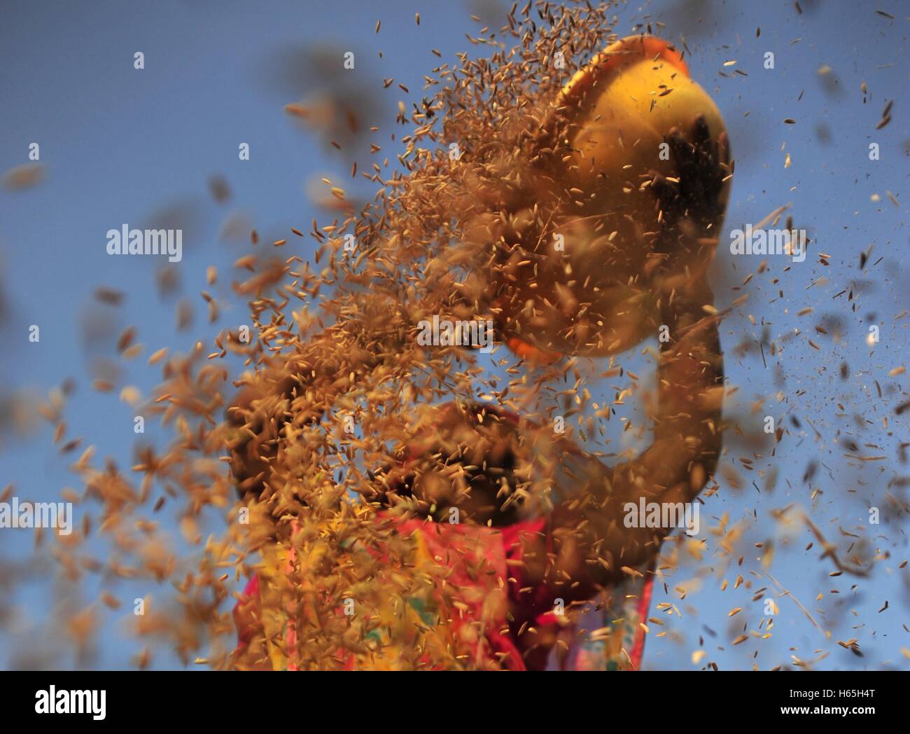 Women winnowing wheat hi-res stock photography and images - Alamy