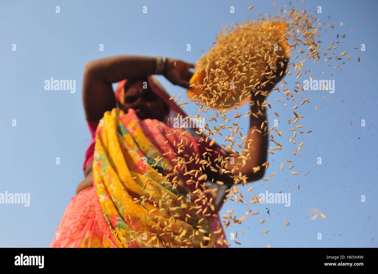 Traditional method of winnowing hi-res stock photography and images - Alamy