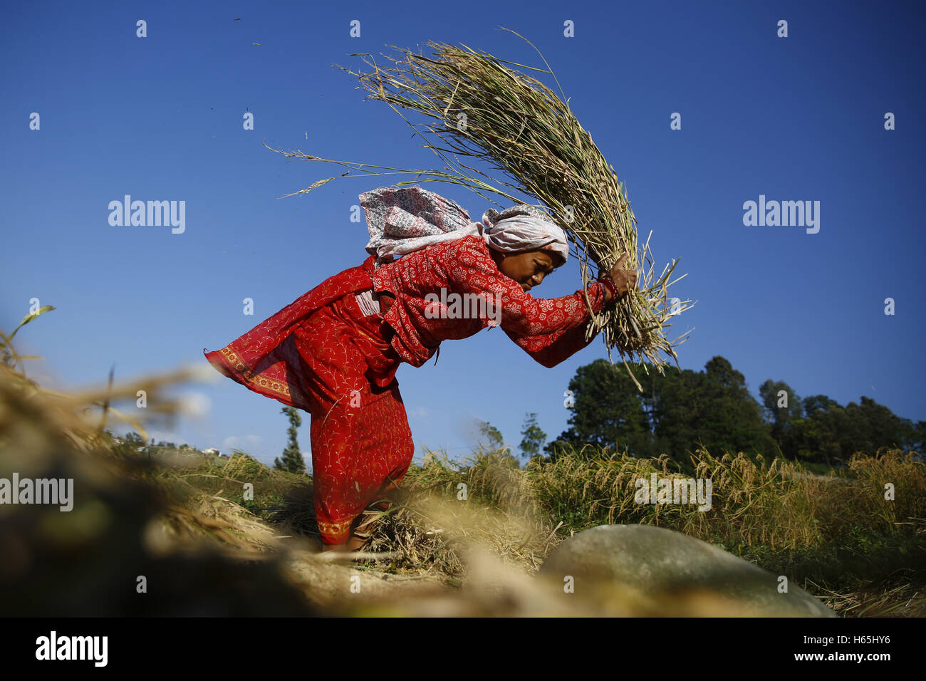 Lalitpur, Nepal. 25th Oct, 2016. A Nepalese farmer beating rice grains ...