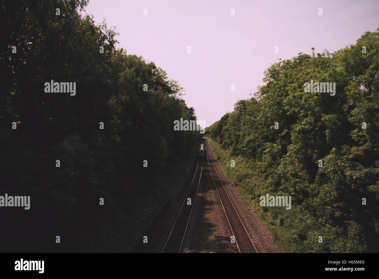 Line of trees on each side hi-res stock photography and images - Alamy