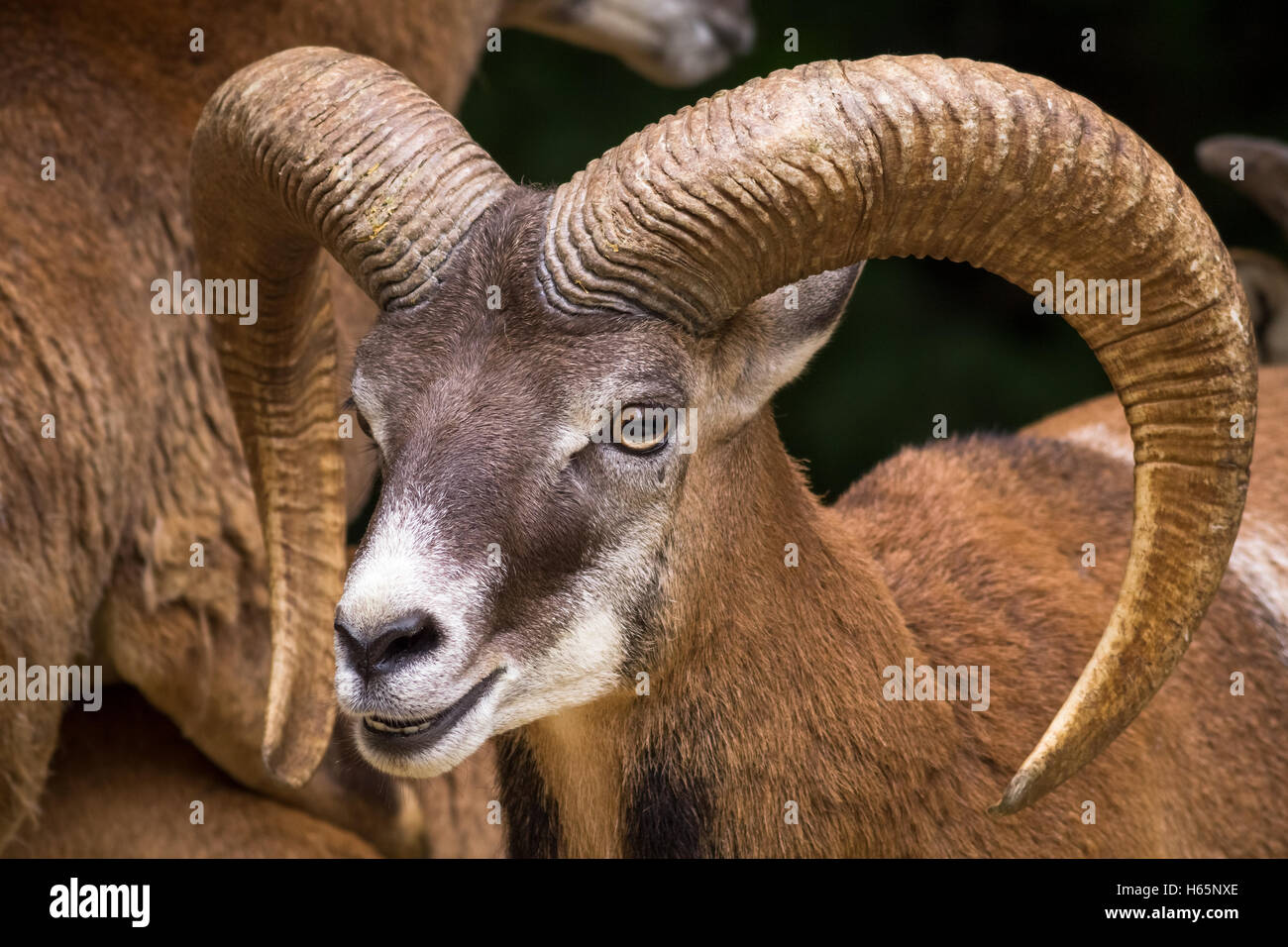 Portrait Of Big Horn Sheep With Big, Beautiful Horn Stock Photo - Alamy