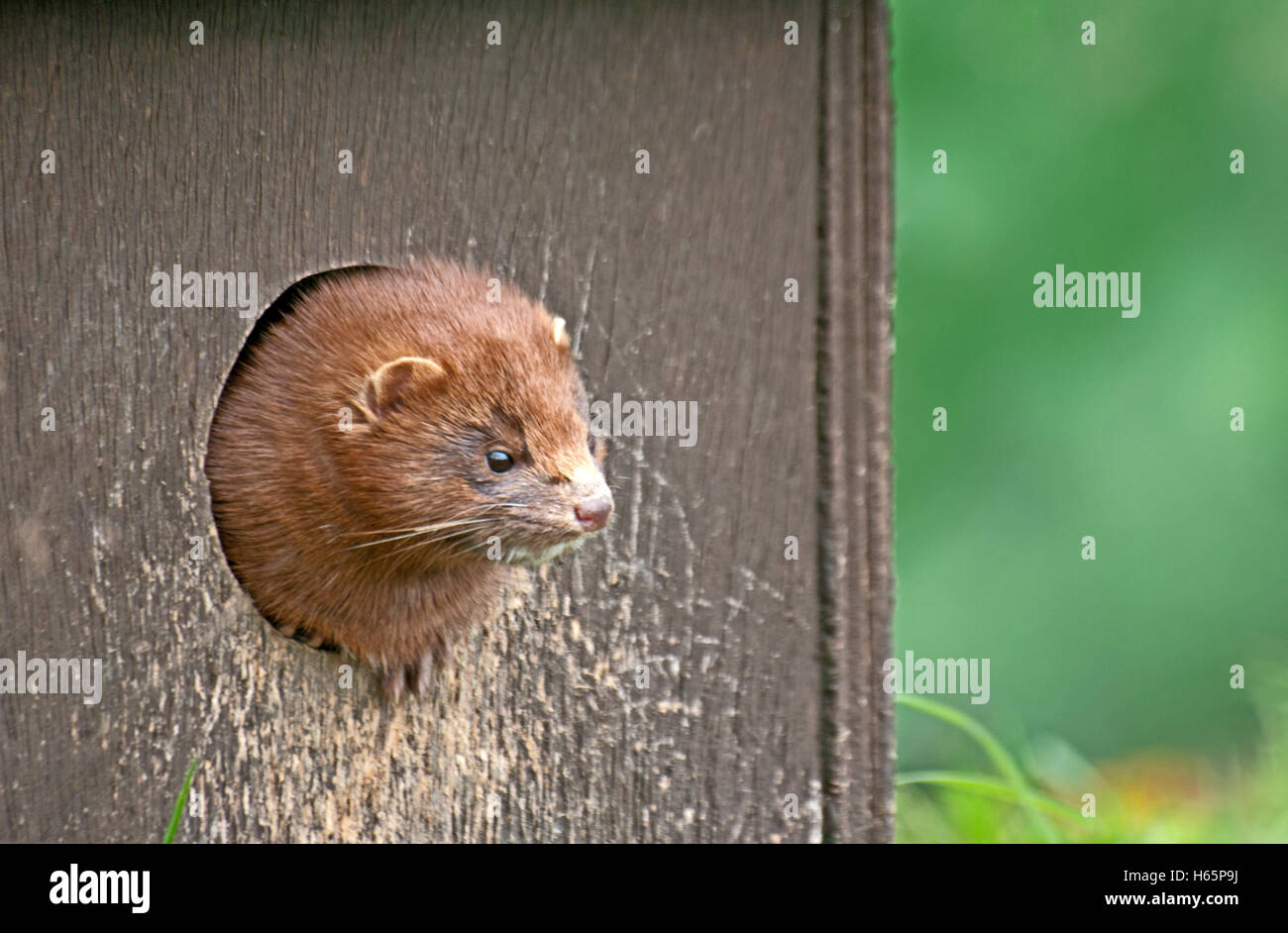 American mink head mustela vison hi-res stock photography and images ...