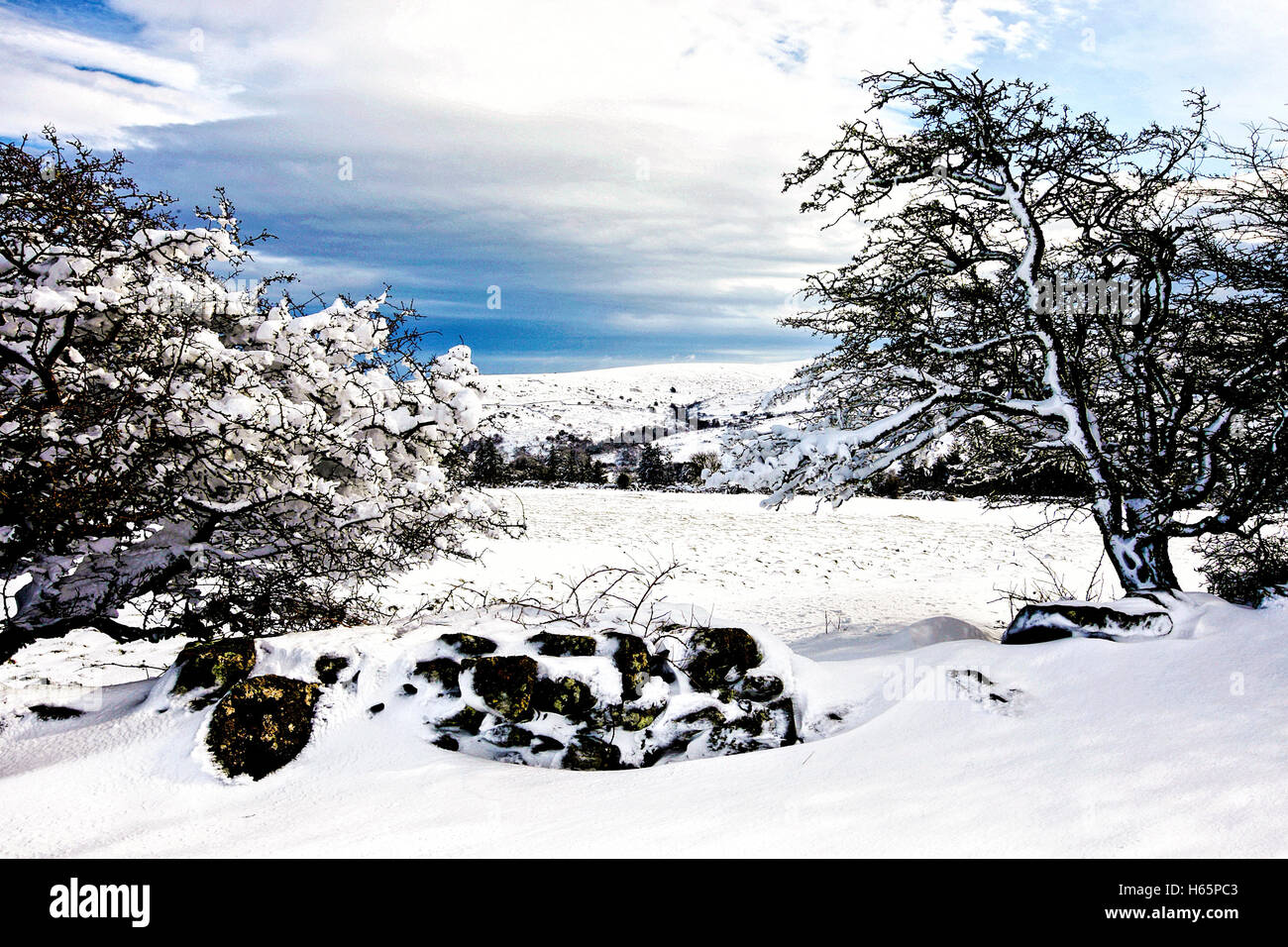 Heavy snow on Dartmoor Stock Photo - Alamy