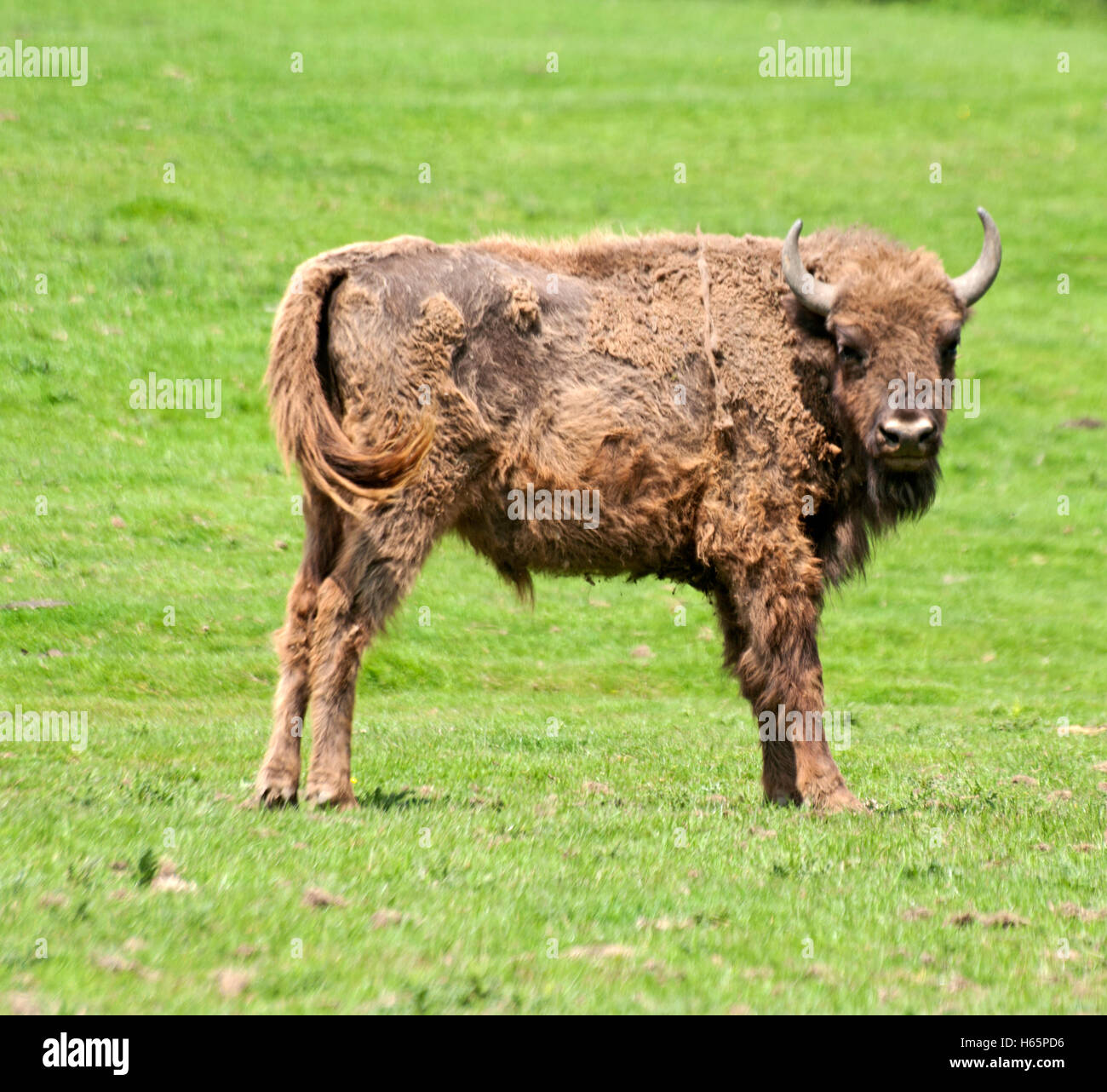 European bison bonasus captive hi-res stock photography and images - Alamy