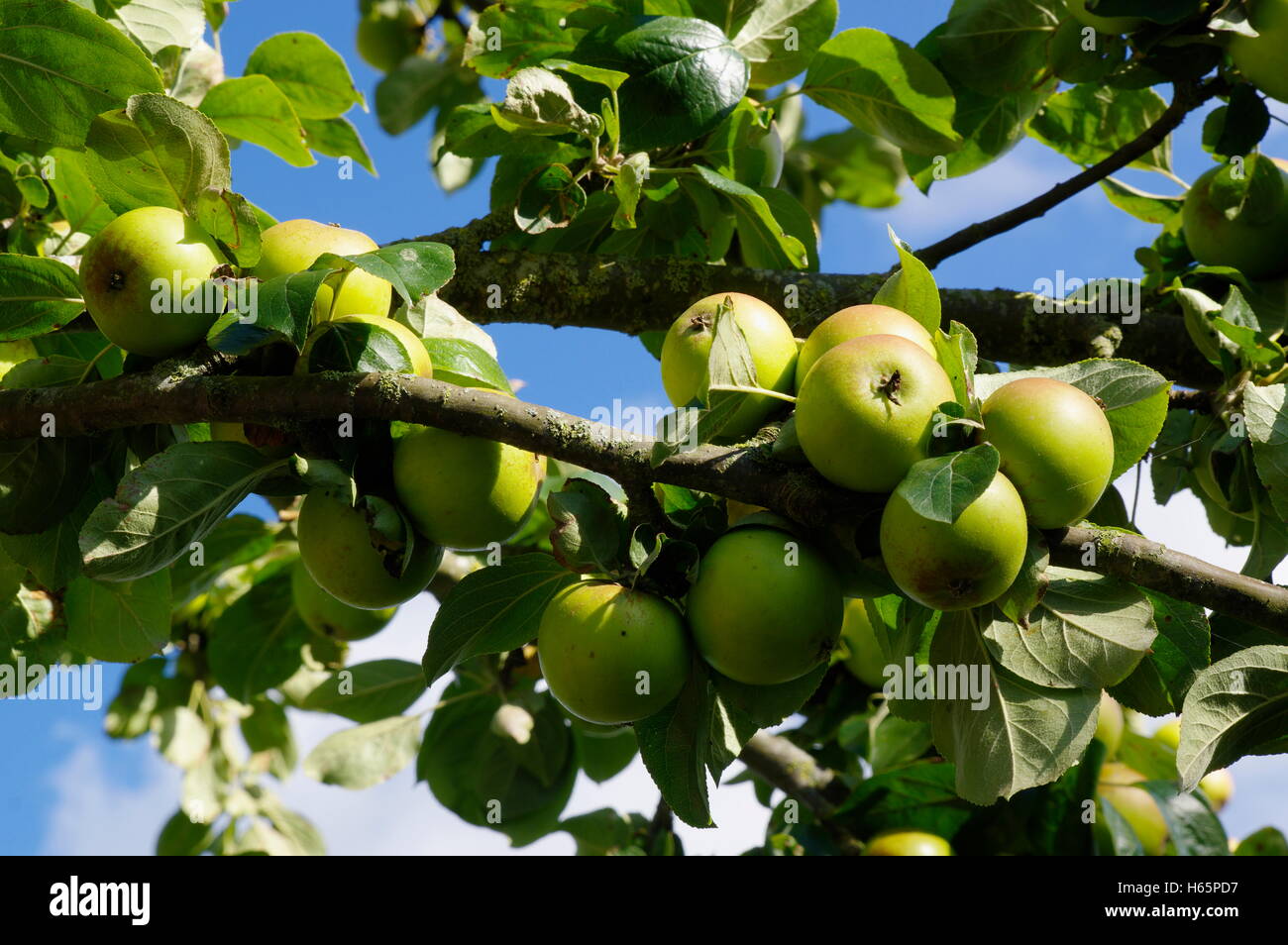 Apples growing in tree Stock Photo - Alamy