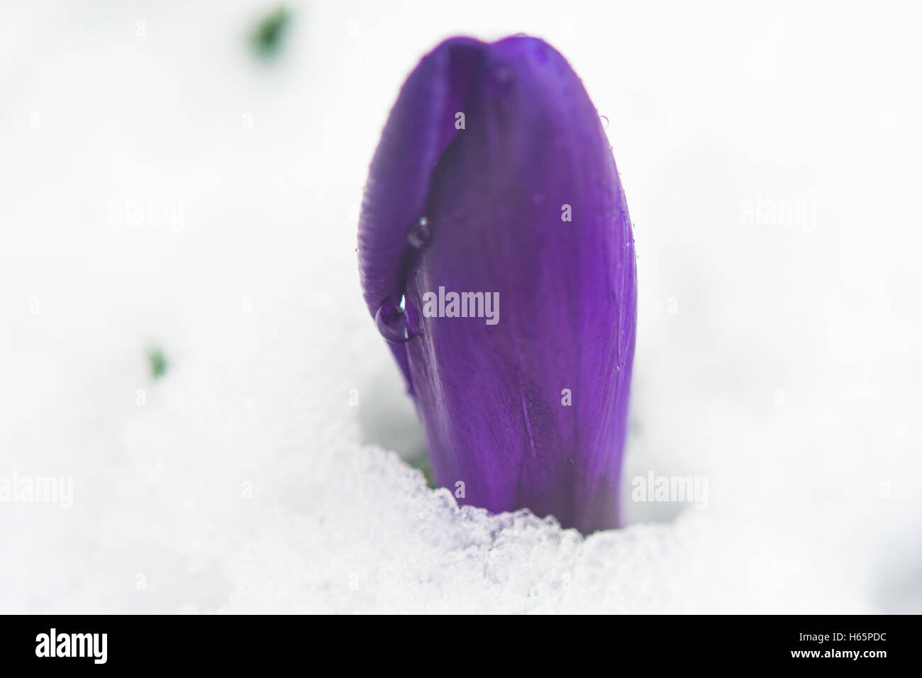 Purple crocus hi-res stock photography and images - Alamy