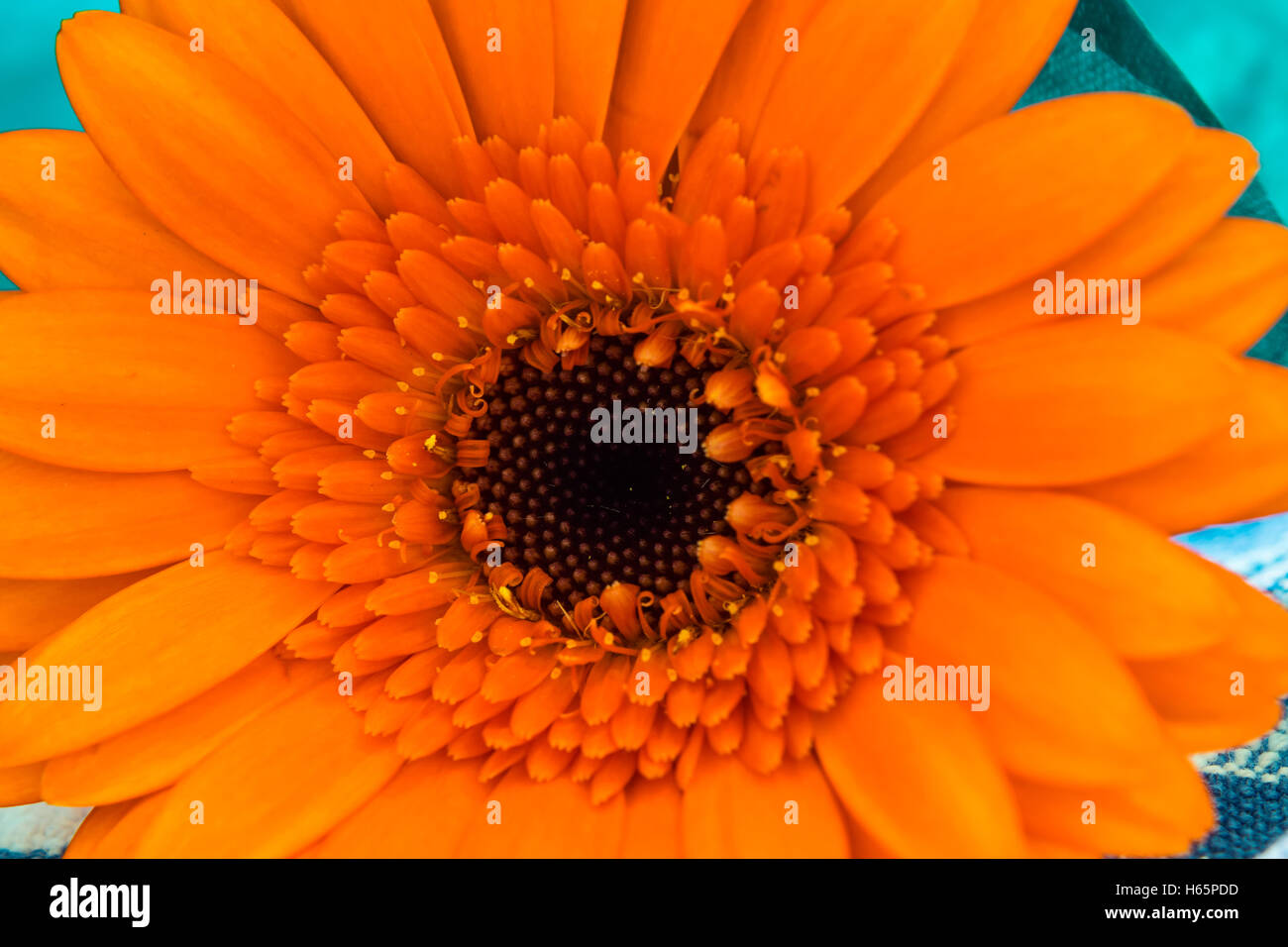 Bright Orange Gerbera. Macro image Stock Photo - Alamy