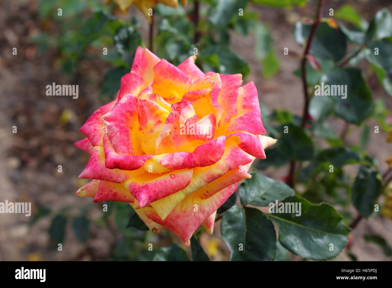 Flamed with red hi-res stock photography and images - Alamy