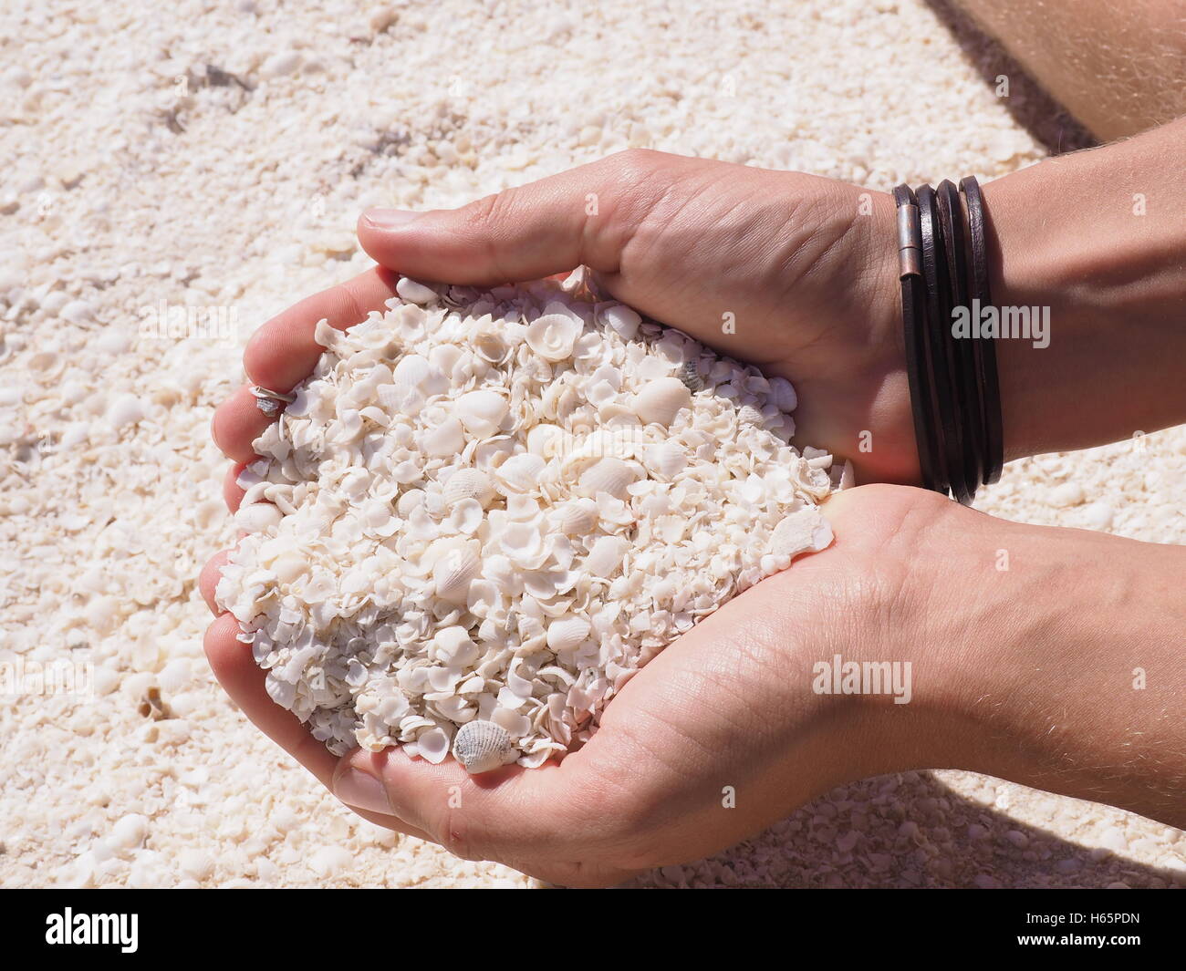 A handful of perfectly white shells at Shells Beach in Western ...