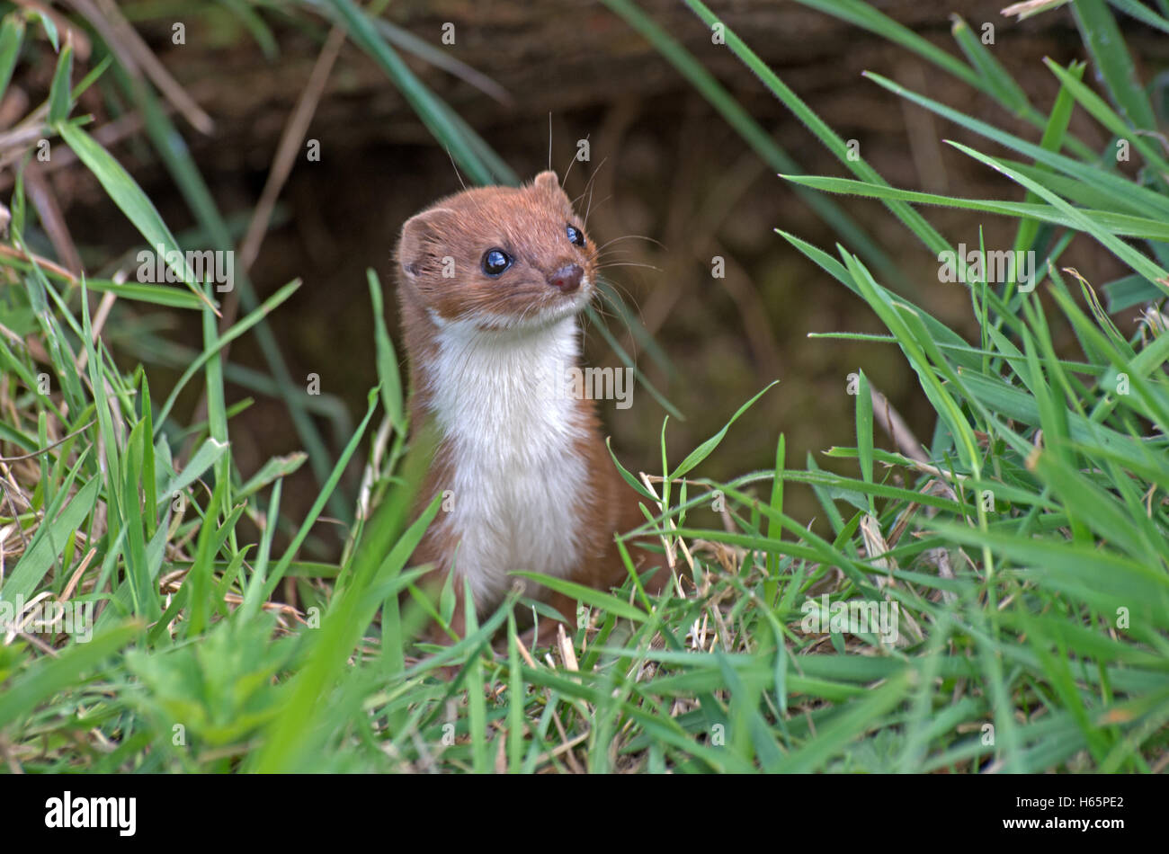 Weasel, Mustela Nivalis, Surrey, Captive Stock Photo - Alamy