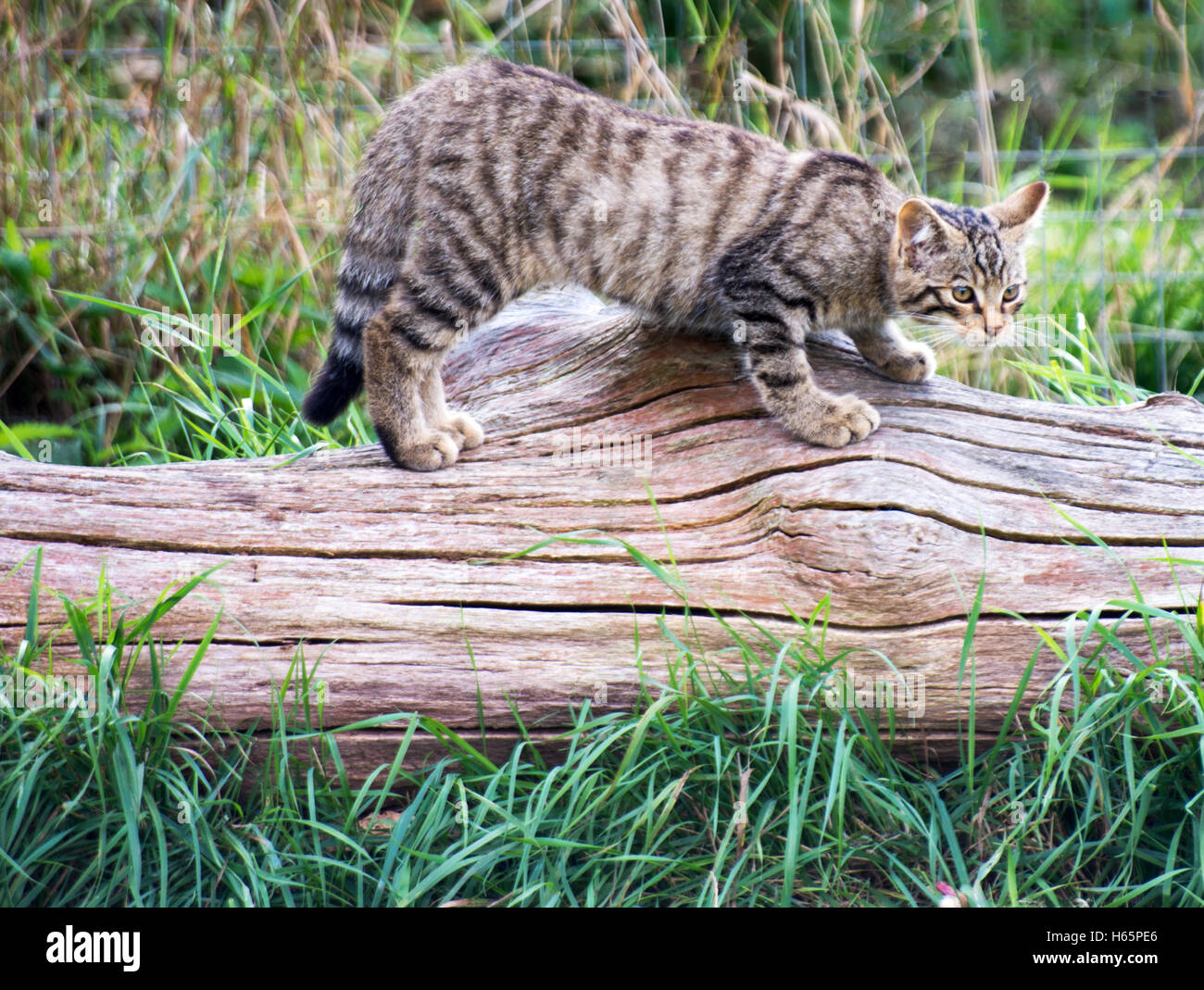 Scottish Wild Cat, Surrey, Captive Stock Photo - Alamy