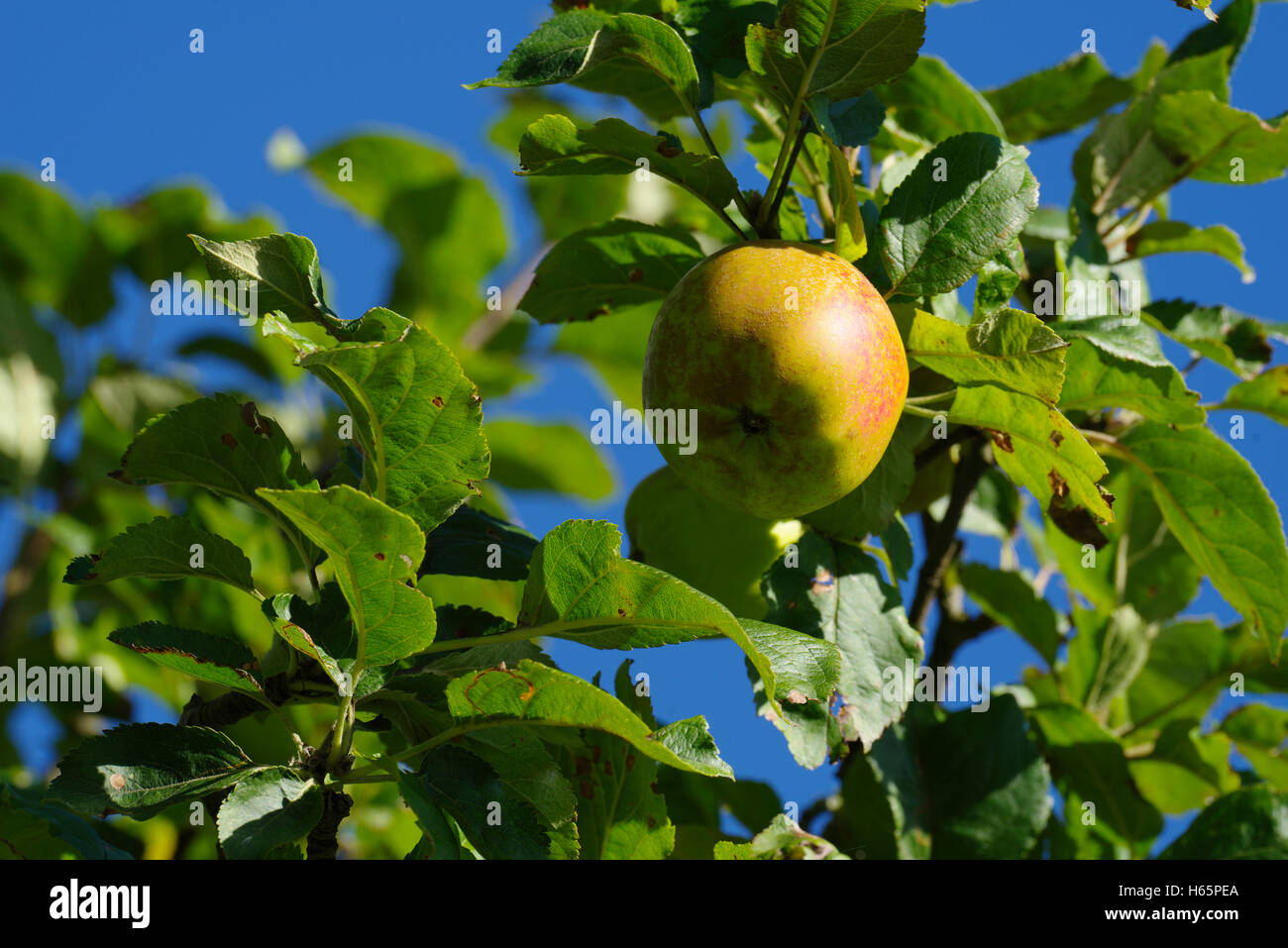 Plenty of apples hi-res stock photography and images - Alamy