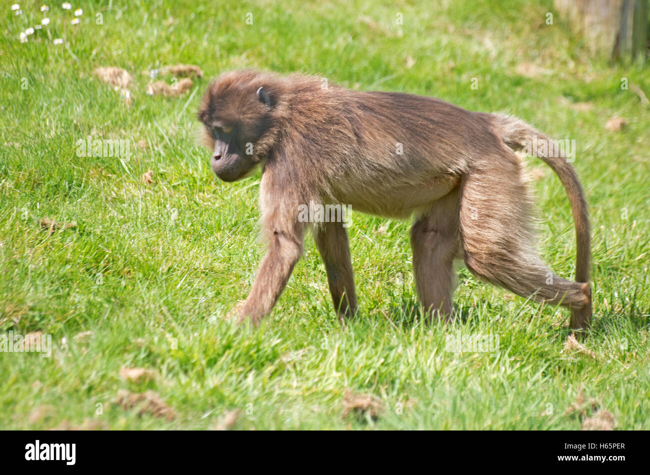 Gelada Baboon, Theropithecus Gelada, Etyiopia, Africa, Captive, Captive ...