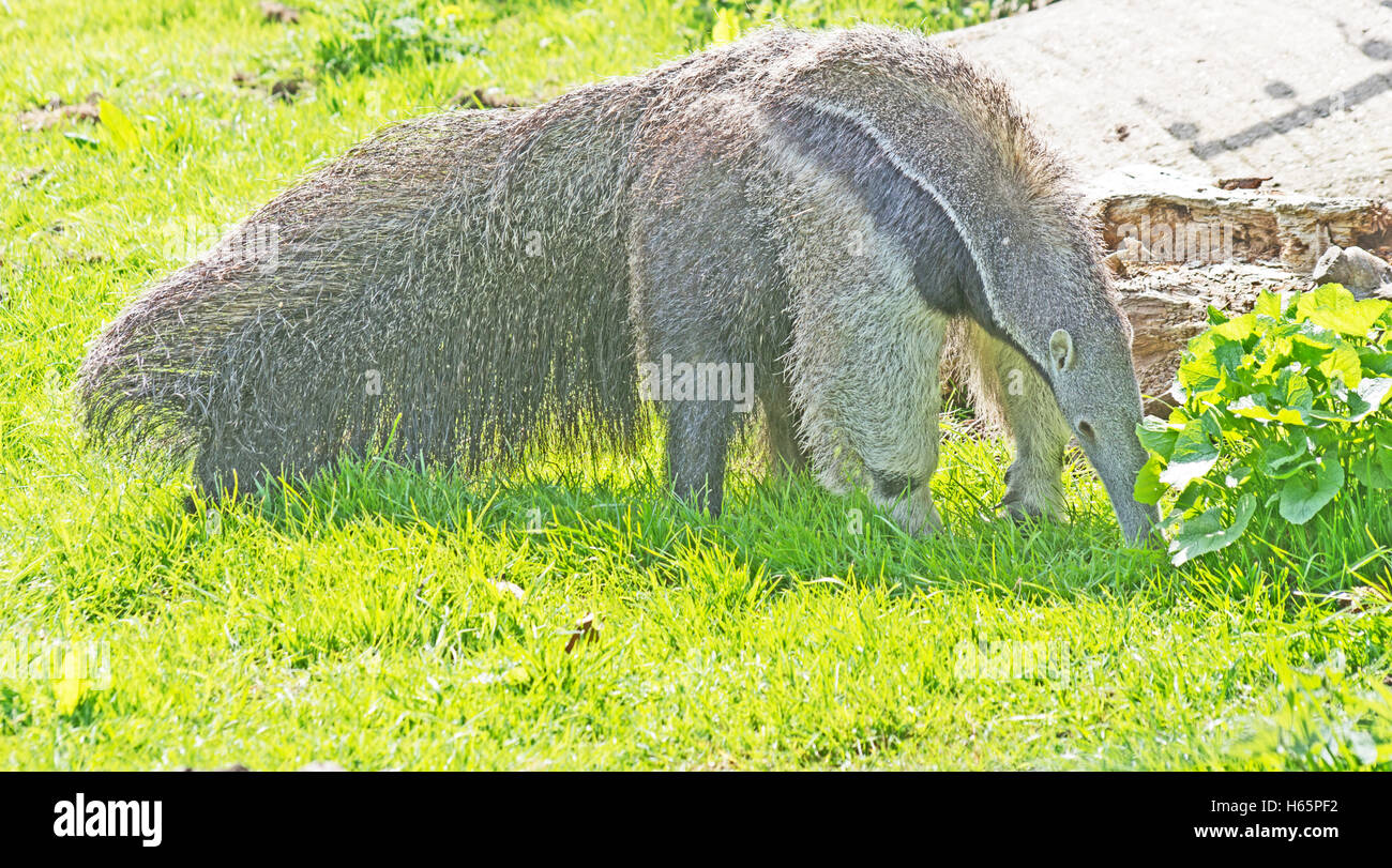 Giant ant hi-res stock photography and images - Alamy