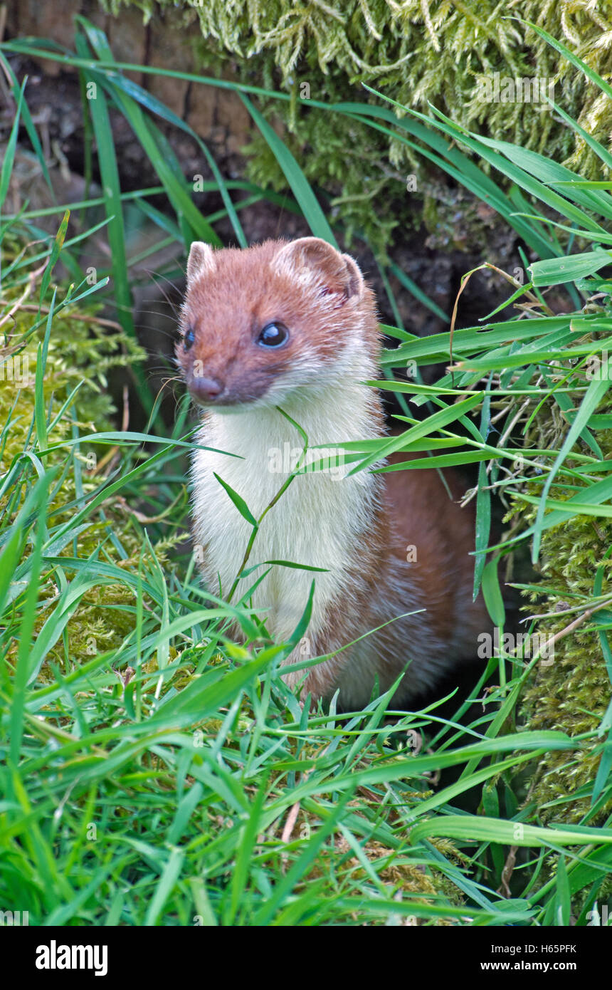 STOAT, Mustela Erminea, Captive Stock Photo - Alamy