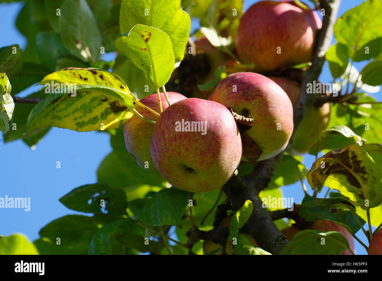 Plenty of apples hi-res stock photography and images - Alamy