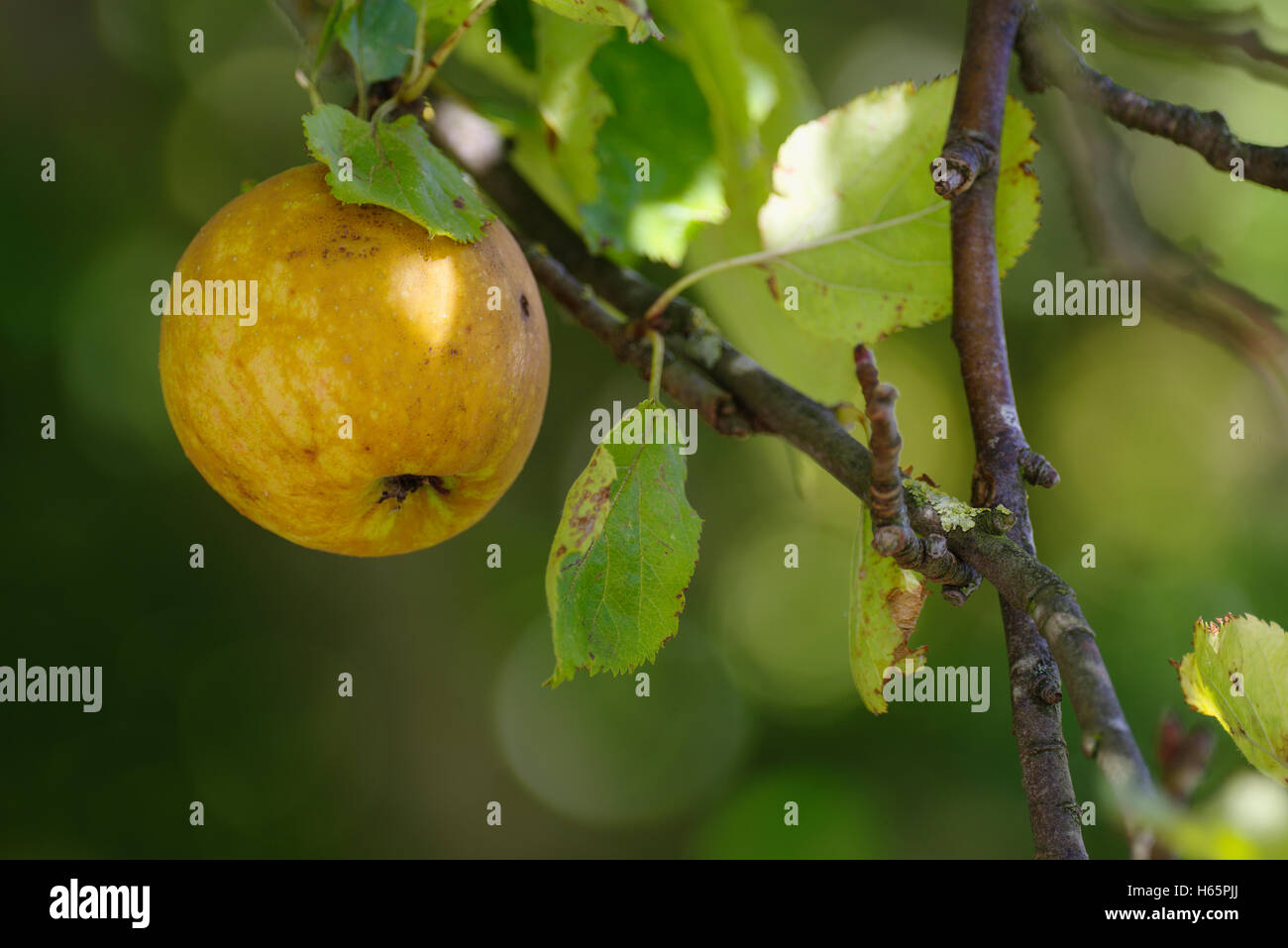 Apple tree crop shiny growing hi-res stock photography and images - Alamy