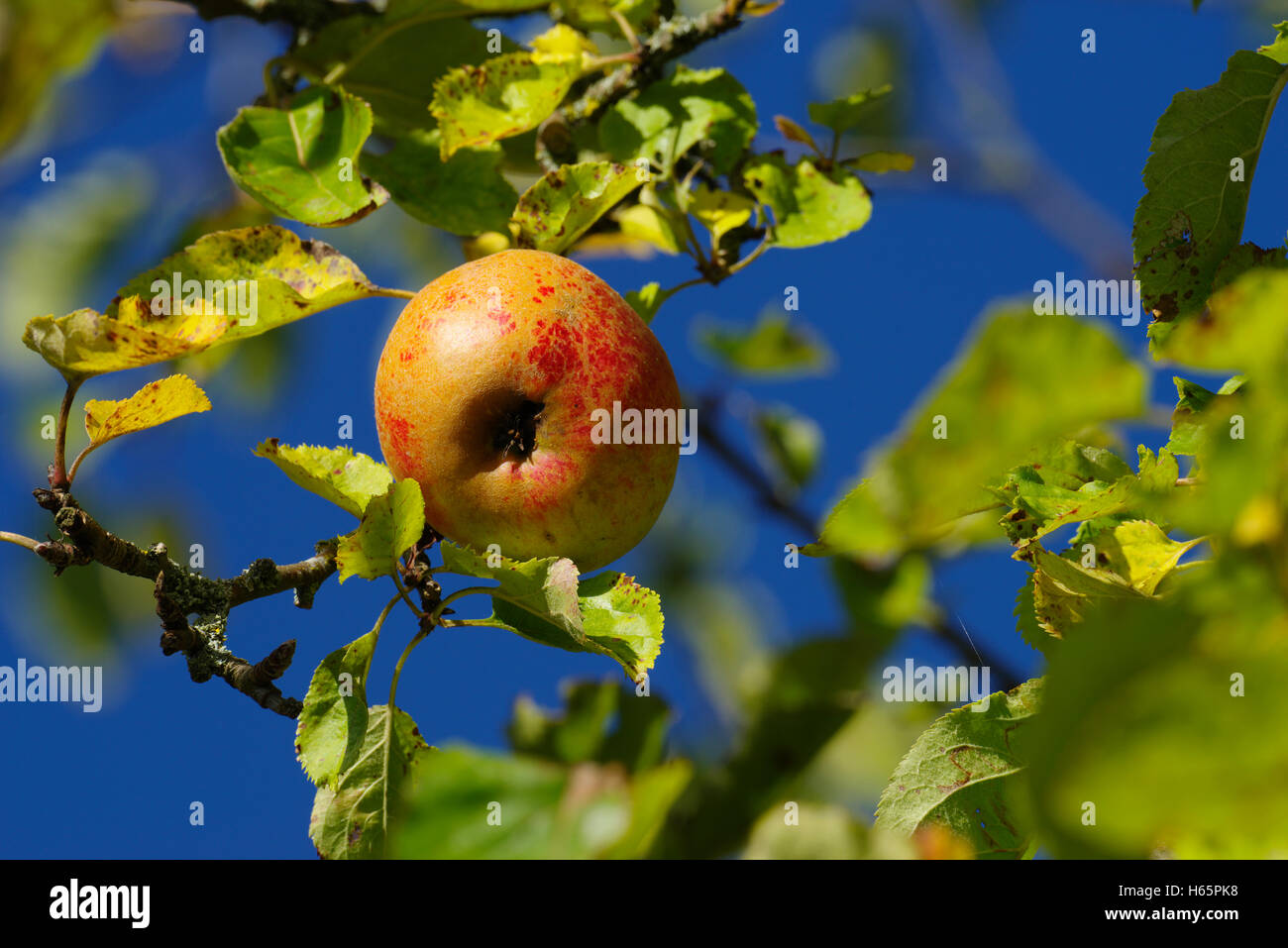 Apples growing in tree Stock Photo - Alamy