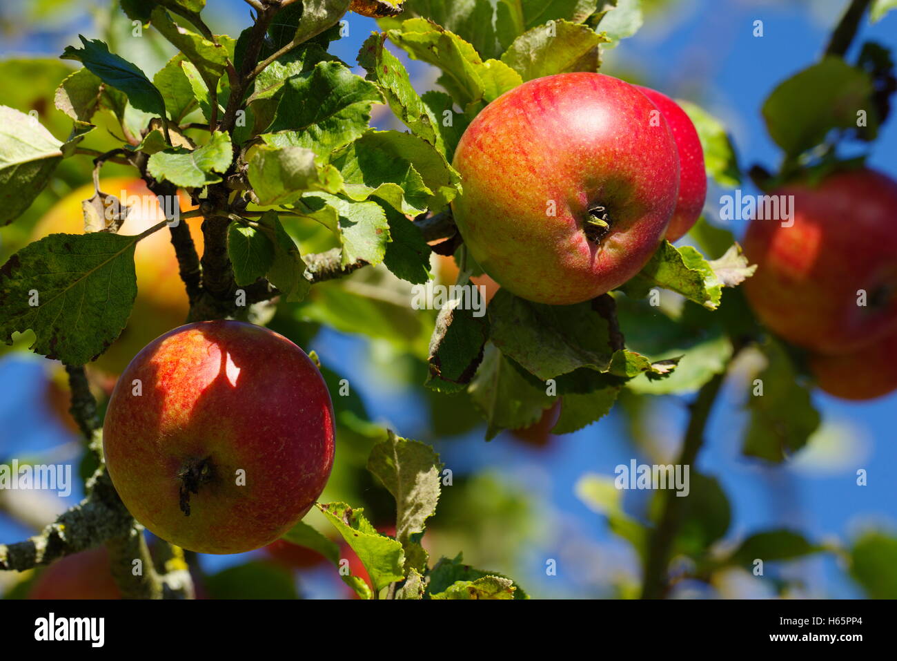 Apple growing britain hi-res stock photography and images - Alamy
