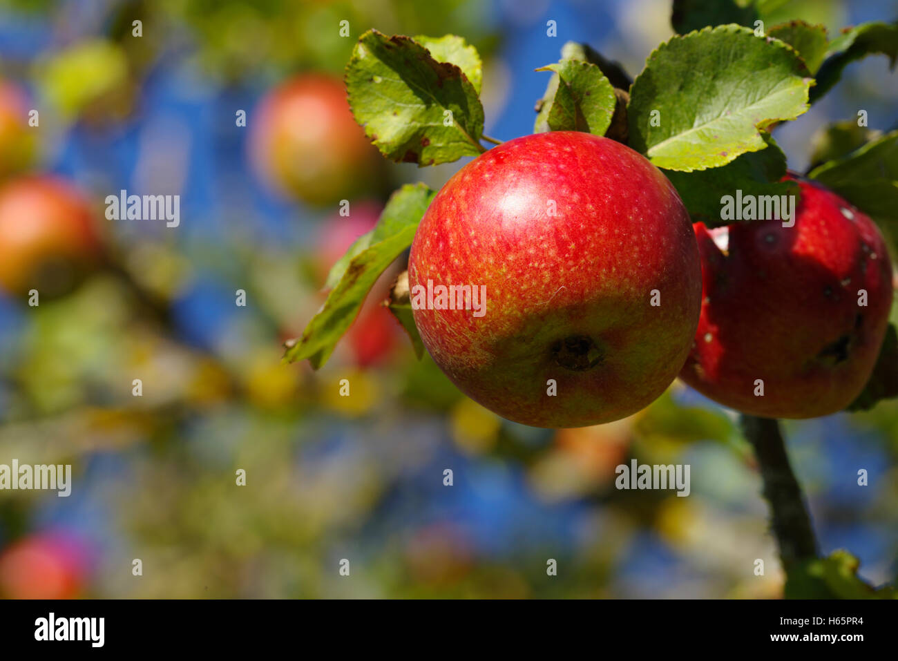 Apples growing in tree Stock Photo - Alamy