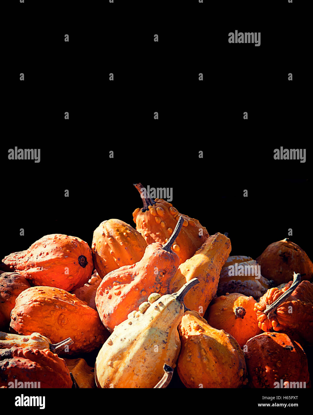 Halloween background, autumnal pumpkins texture on black background ...