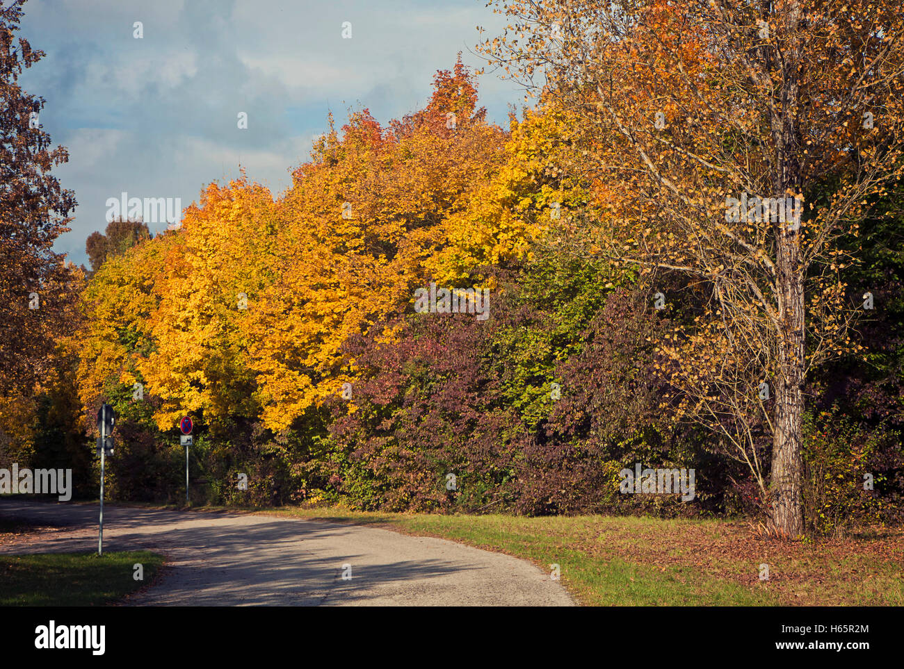 Bavaria countryside, rural road in autumn flanked by golden trees Stock ...