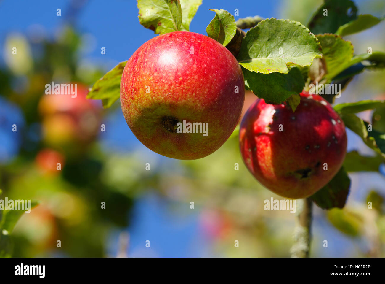 Apples growing in tree Stock Photo - Alamy
