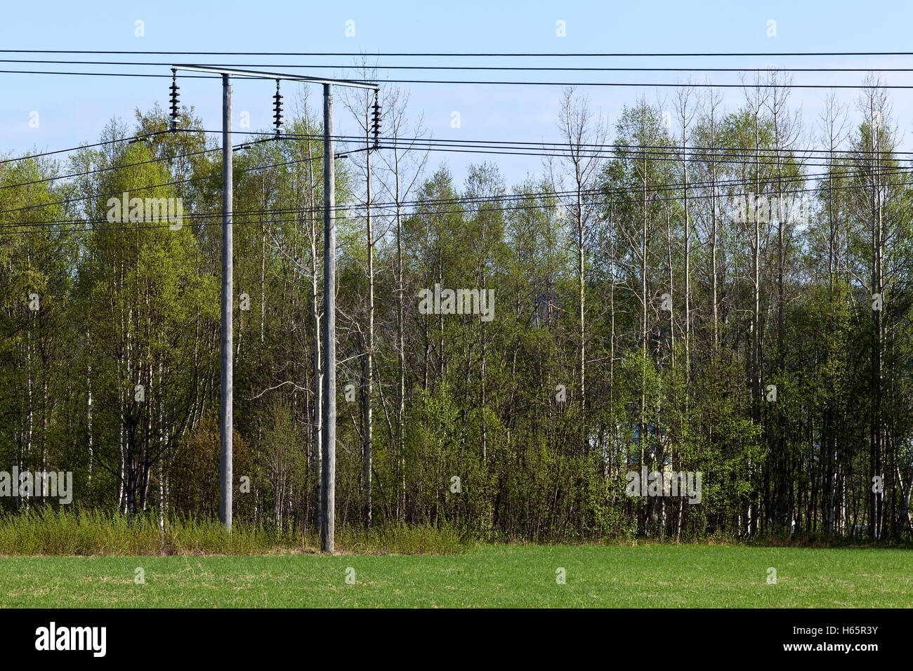 Power line in the landscape, wires and wooden pylon in the structure ...